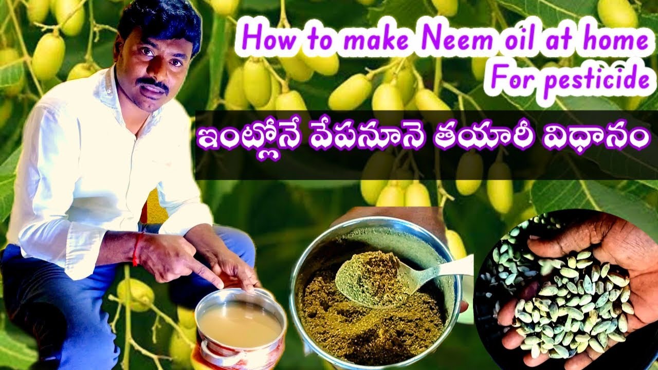 ఇంట్లోనే వేపనూనే తయారీవిధానం | How to make Neem oil at Home | Neem Oil ...