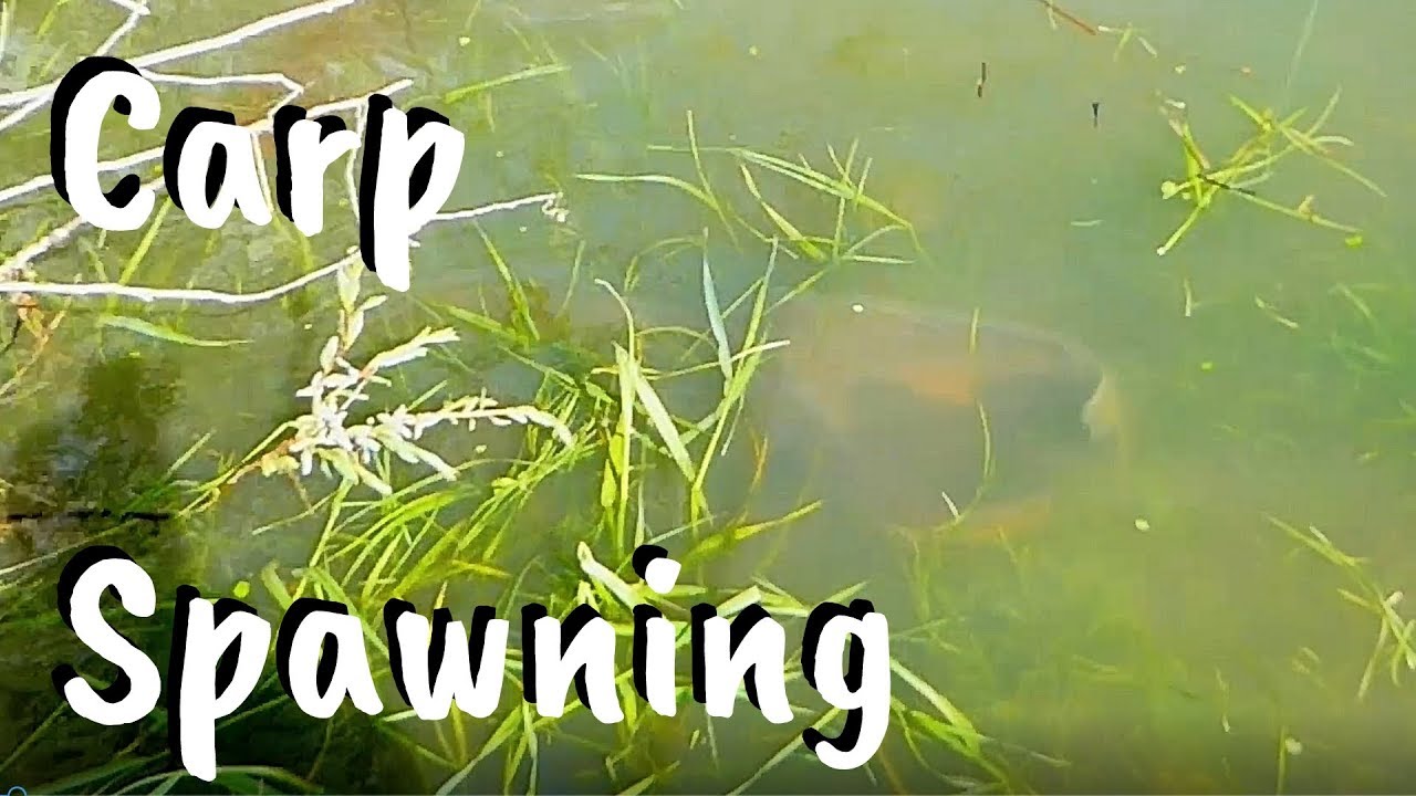 Massive Carp Spawn - YouTube