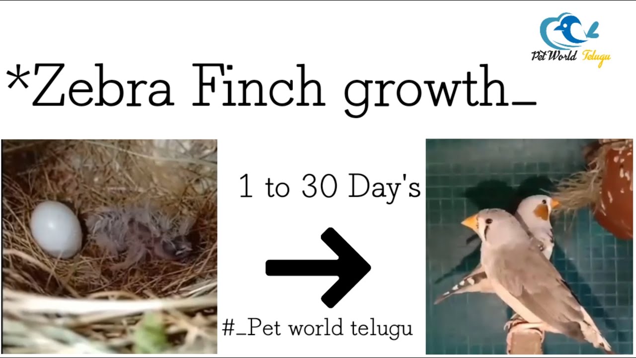 zebra finch growth||zebra finch growth day by day||pet world telugu ...