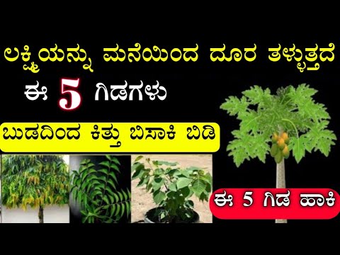 ಮನೆಯಲ್ಲಿ ಯಾವ ಗಿಡ ಹಾಕಬೇಕು ಯಾವ ಗಿಡ ಹಾಕಬಾರದು ತಿಳಿದುಕೊಳ್ಳಿ || Don't keep this plants || Divine kannada