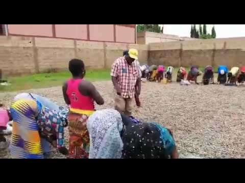 Cashew Nut Processing 4