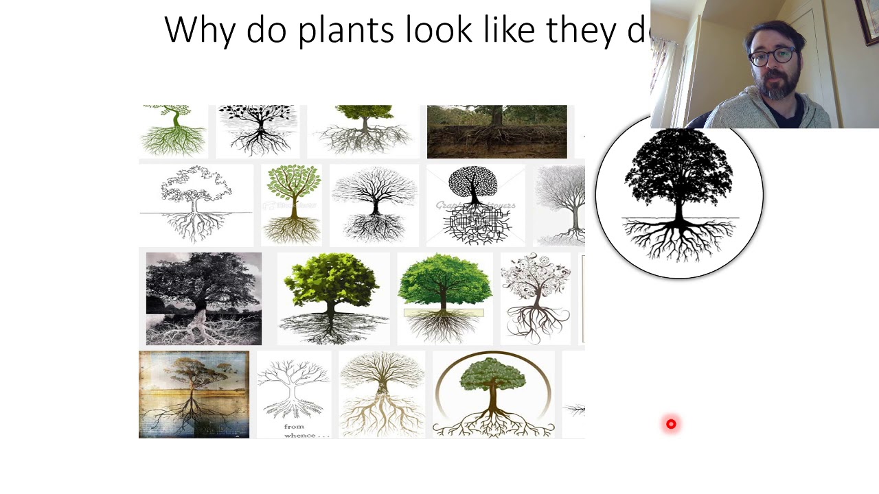 Introduction to plant ecology module 5.1 - Competition - YouTube