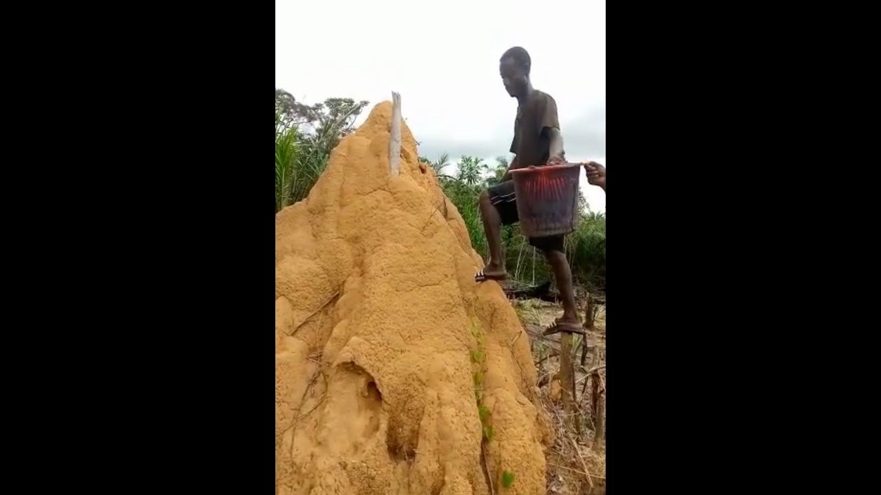 HOW DO YOU GET RID OF TERMITES ON YOUR FARM? - YouTube