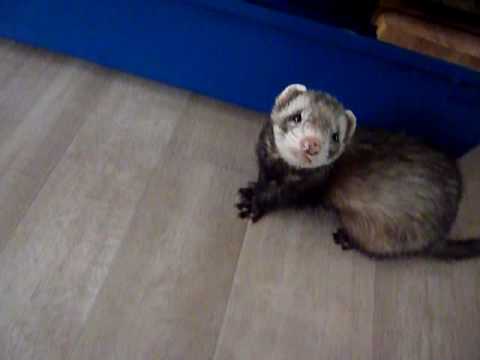 My cute ferret Angel - YouTube