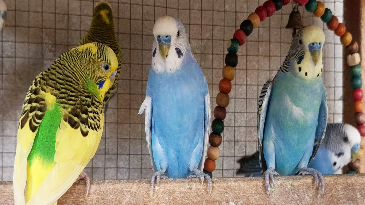 3 Hr Budgies Chirping Talking Singing Parakeets Sounds Reduce Stress ...