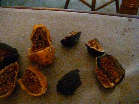 How To Make Raw Healthy Fruit Ball Treats by Raederle Phoenix - YouTube
