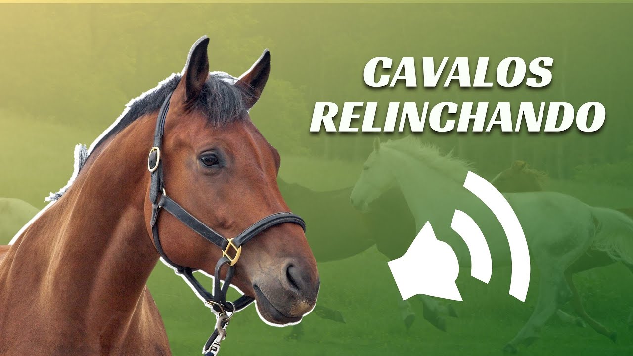 Som de Cavalos Relinchando [Com Imagens] - YouTube