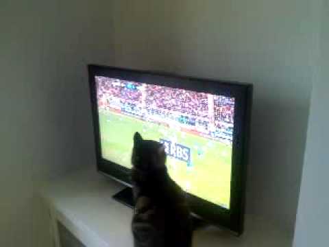 Cat watching rugby - YouTube