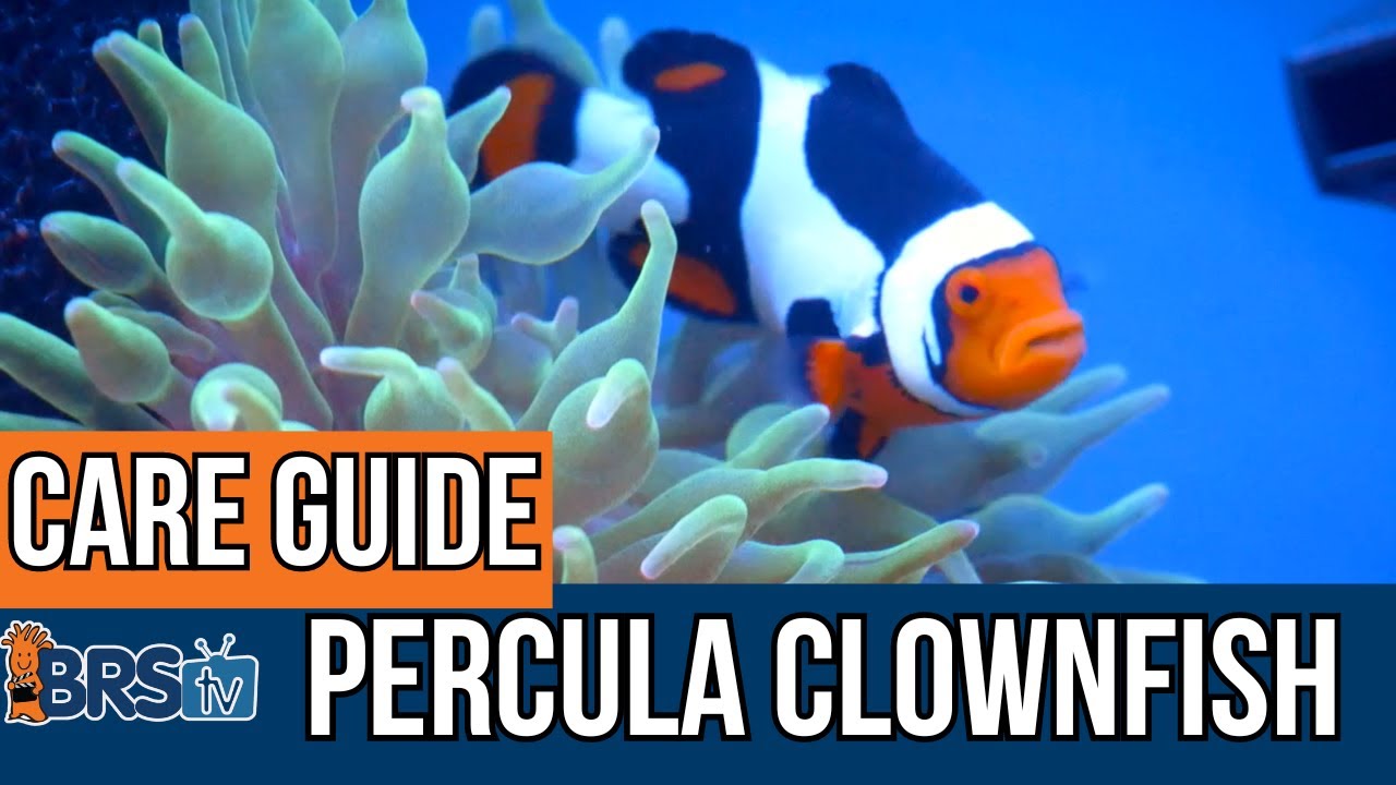 The Basics of Percula Clownfish! - YouTube