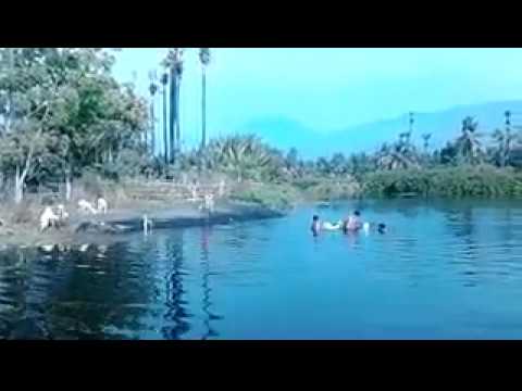 Cara Unik Mandiin Kambing di Sungai Pantai Ketapang