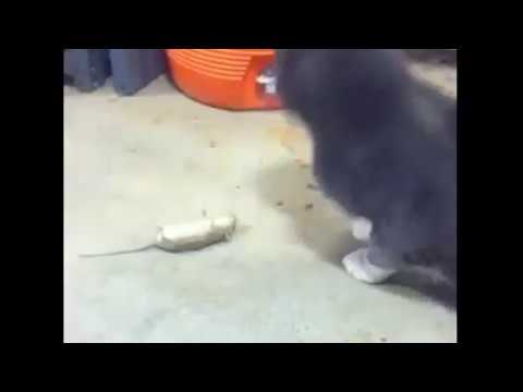 A actor mouse very funny - YouTube
