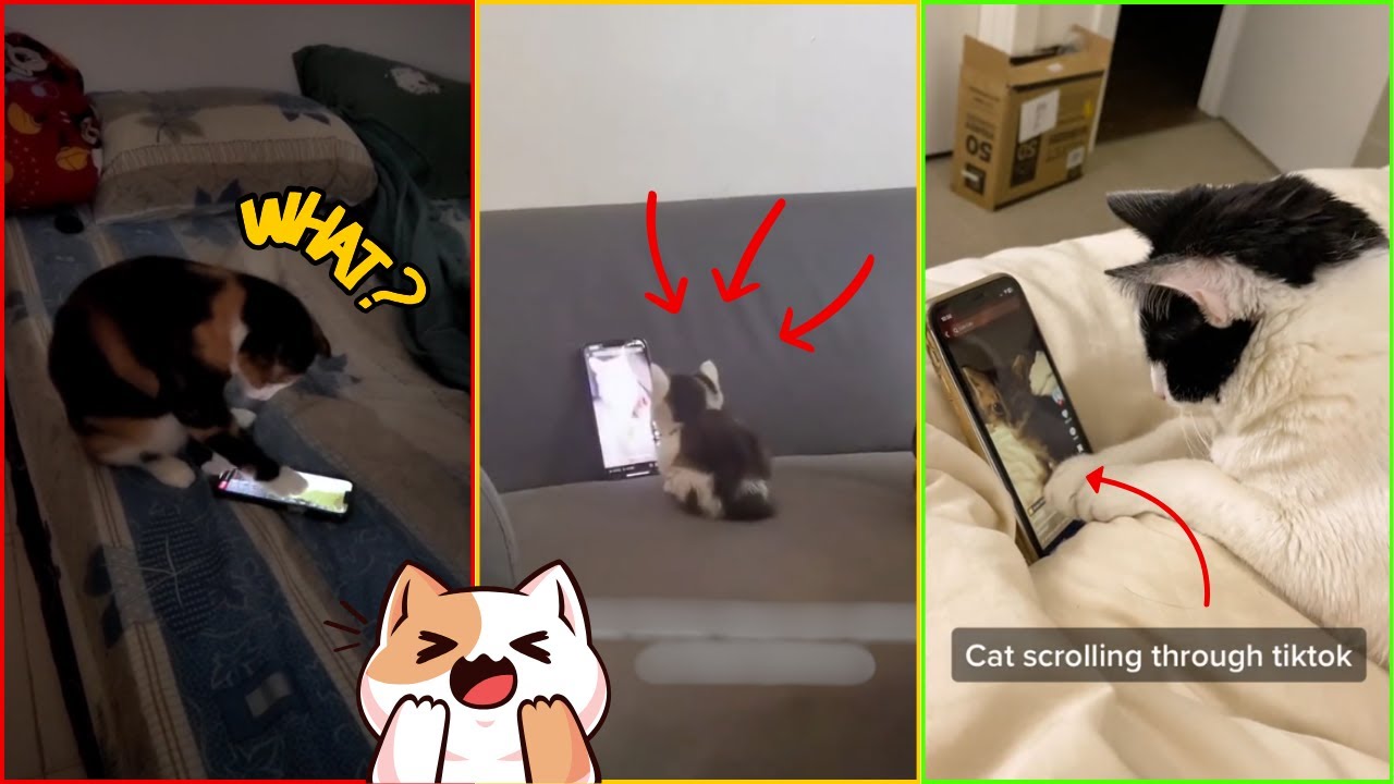 Internet Addicted Cats #funnycats - YouTube