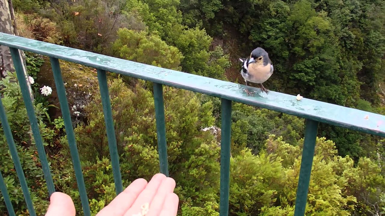 Madeira Chaffinch - Fringilla coelebs maderensis - Balcoës (Ribeiro ...