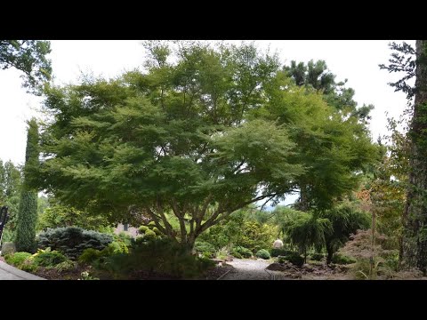 SEIRYU JAPANESE MAPLE - JAPANESE MAPLES - YouTube