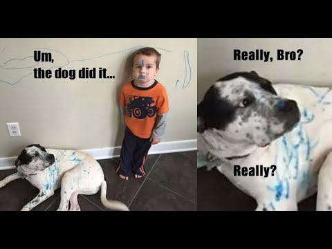 Funniest Guilty Kids Videos EVER - YouTube