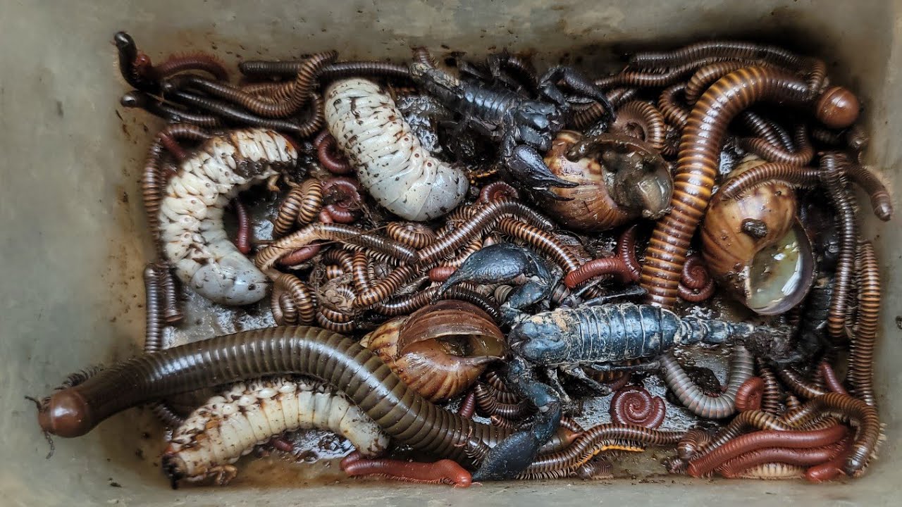 Catch Scary Millipedes, Venomous Scorpion, Red Spotted Millipede, Giant ...
