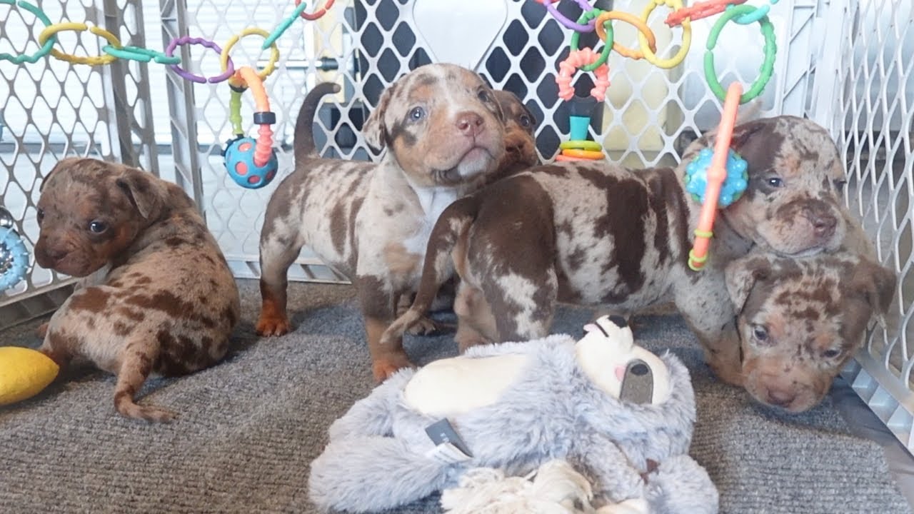 Taking our 4 week old puppies on their first wagon ride and to the gym ...