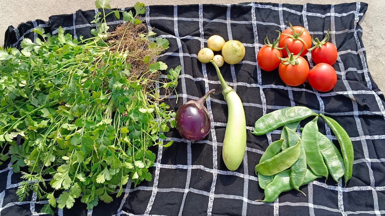 Mini Winter Harvesting From Terrace Garden // Organic Vegetable ...