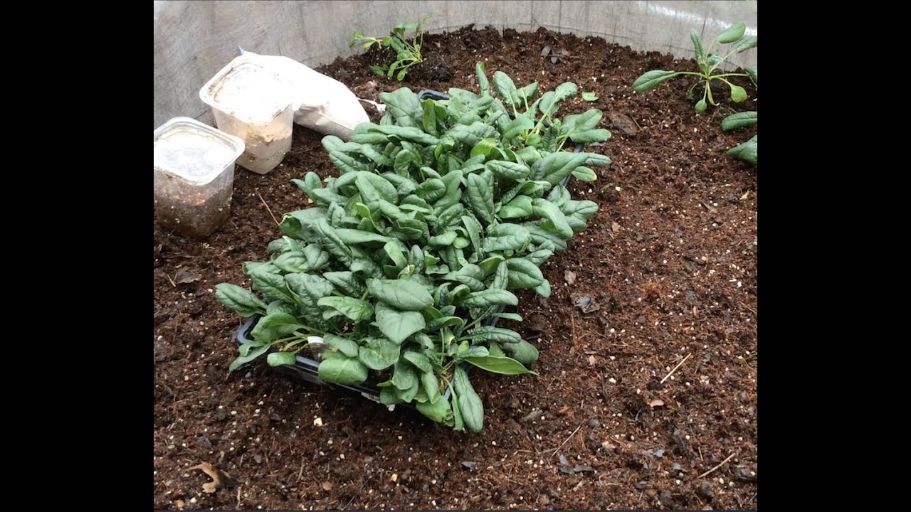 SPINACH - TRANSPLANTING into a Bin Garden (OAG 2015) - YouTube