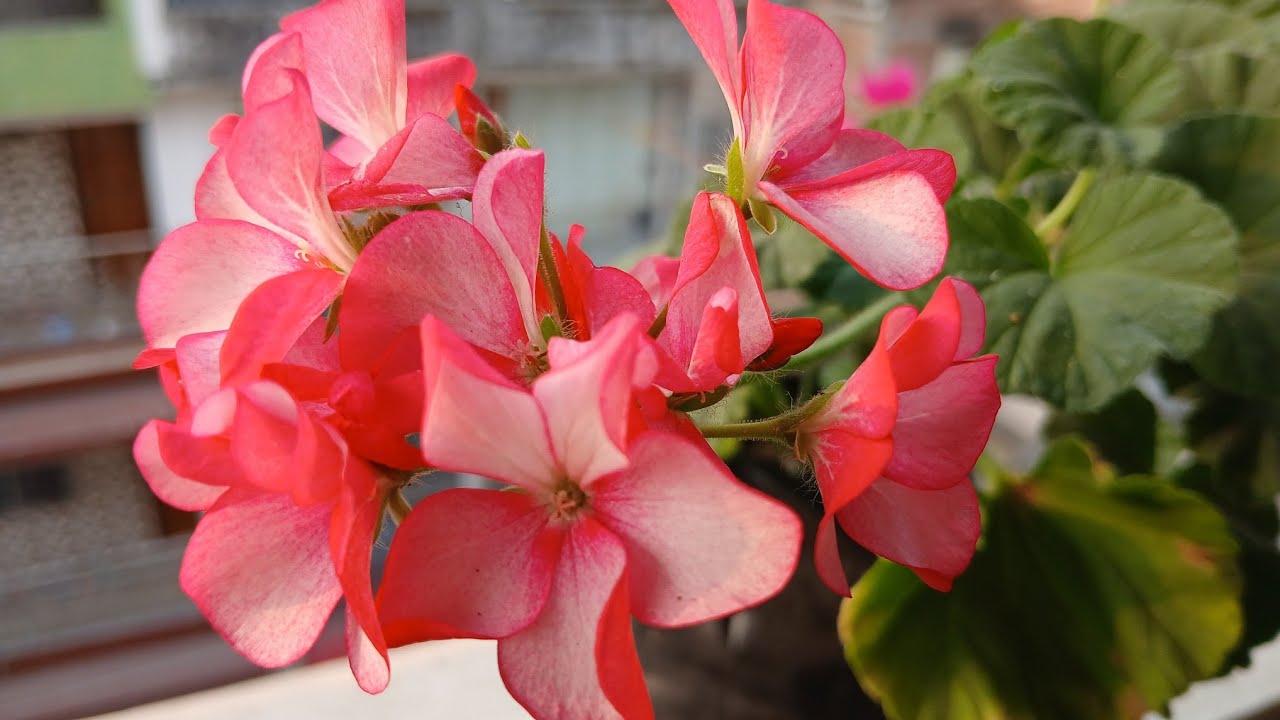My Geraniums in bloom this Spring. 😍 Let's talk only about Geraniums ...