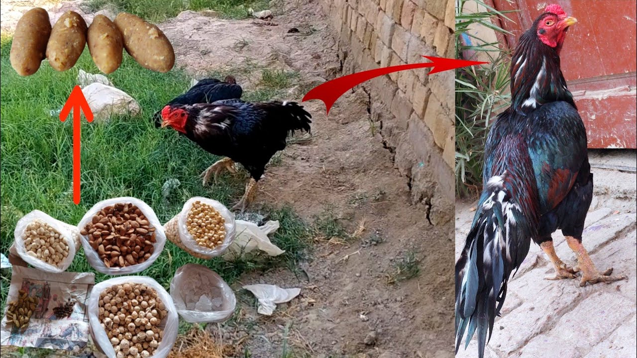 How to make powerful food for rooster & Hen - YouTube