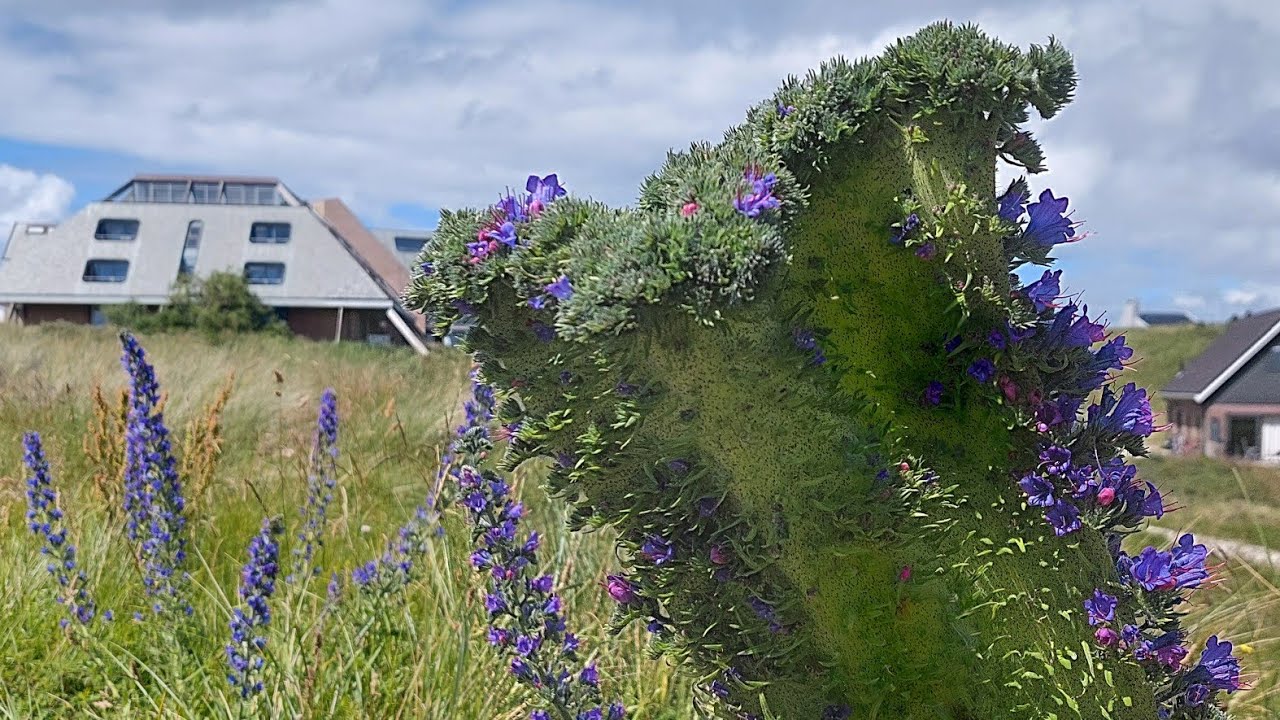 Een vreemde gast op Oerol - Vergroeid Slangenkruid - YouTube
