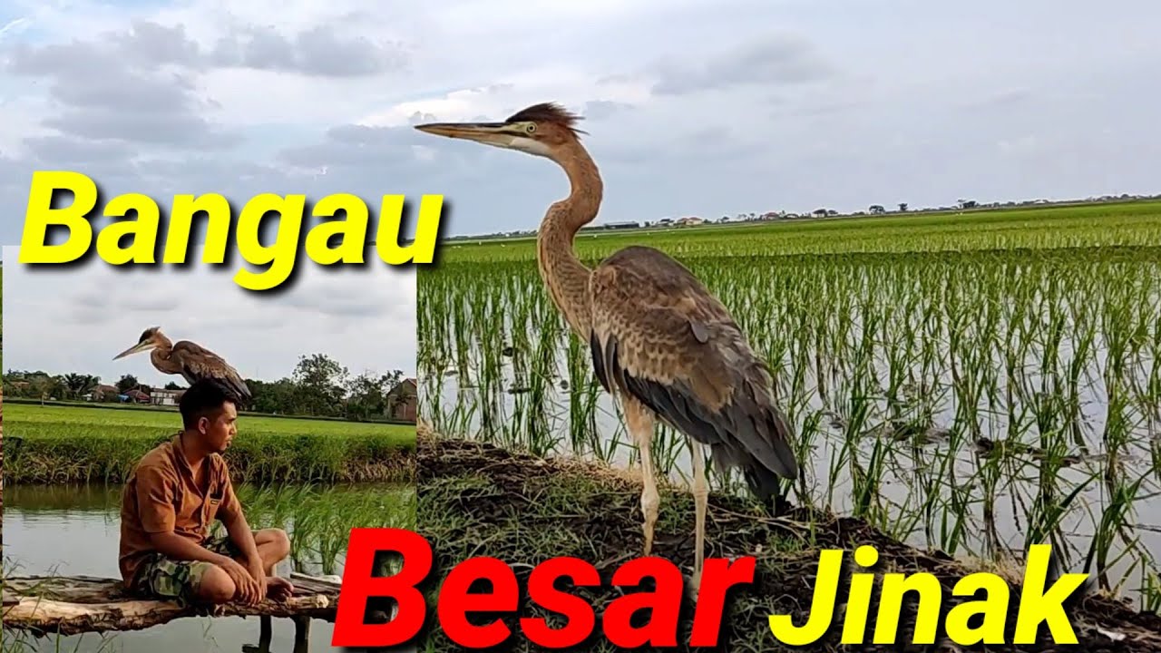 BURUNG DI LINDUNGI JANGAN ASAL PELIHARA, cangak ulo||Purple heron ...