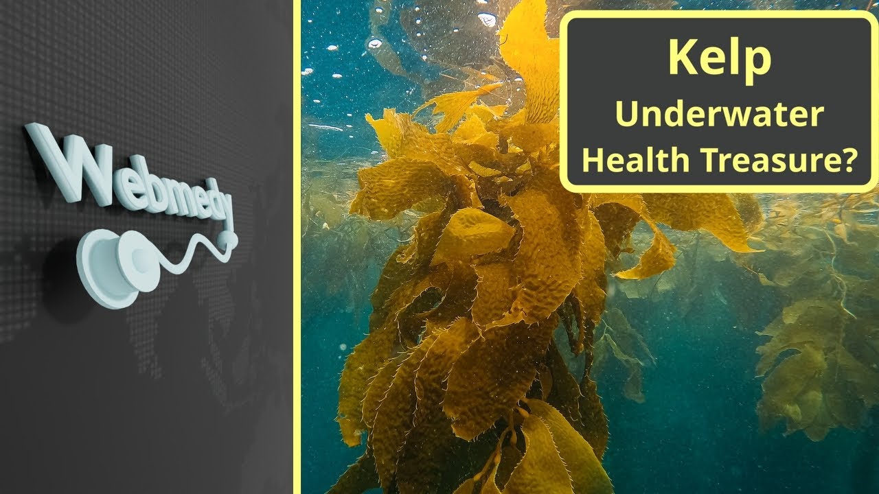 Kelp: A hidden Underwater Treasure | Top 7 Health benefits of Kelp ...