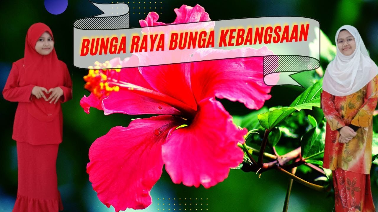 BUNGA RAYA BUNGA KEBANGSAAN | SEJARAH TAHUN 5 | SK PERMATANG TO' JAYA ...