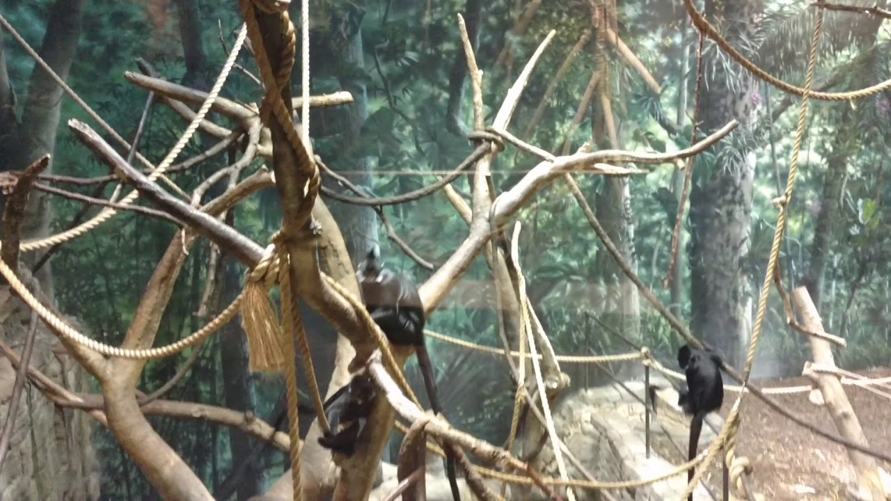 A fun walk in the rainforest Cleveland Zoo - YouTube