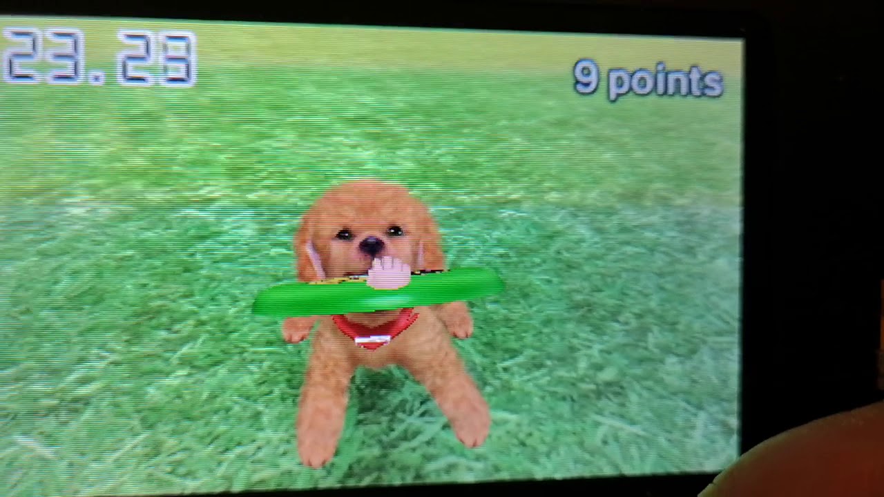 All my Nintendogs in disc competition | #8 | Sorey's version - YouTube