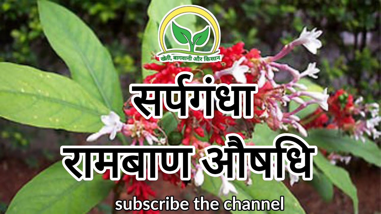 Sarpagandha Plant - सर्पगंधा का पौधा || How to care Sarpagandha Plant ...