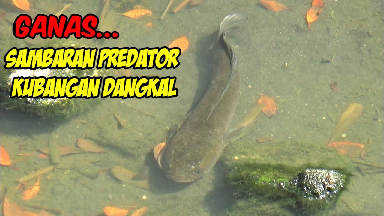 Nemu.. Kubangan Tempat Air Minum Sapi Yang Penuh Di Huni Ikan Gabus ...