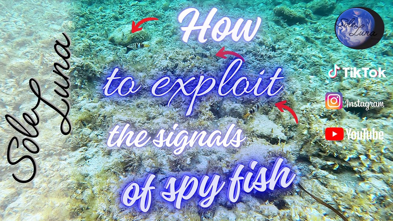 Spear Fishing How to exploit the signals of spy fish - YouTube