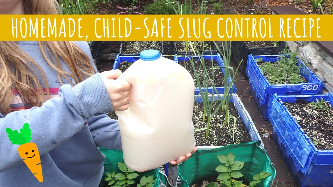 Homemade Slug Control Recipe - Non toxic and Child Safe - YouTube