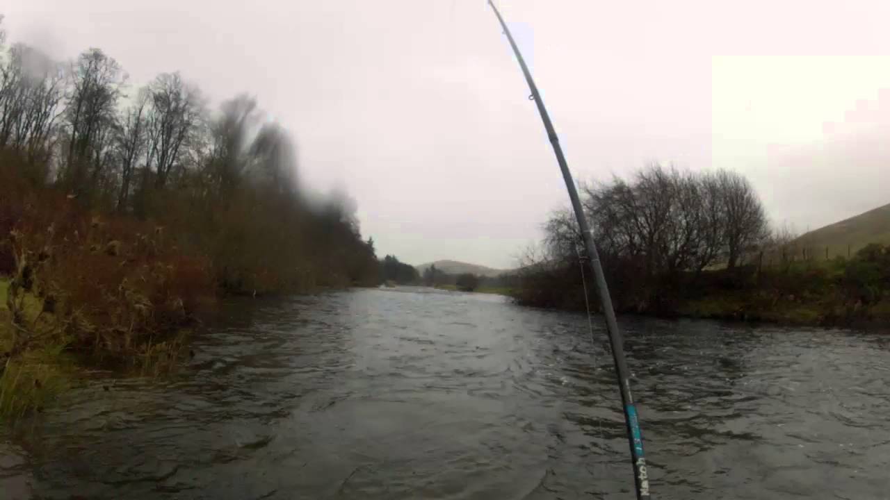 River Clyde - Record Scottish Grayling ???? - YouTube