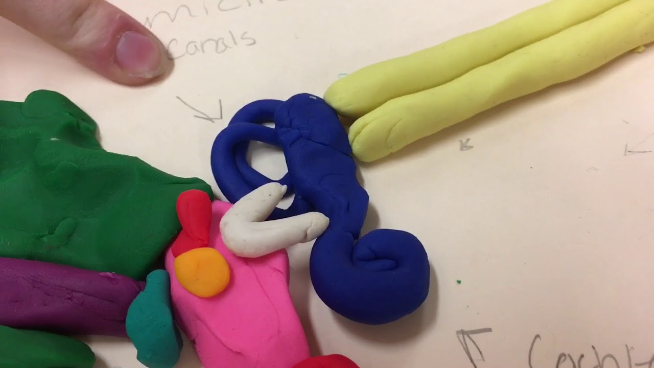 Making Ear out of Play-Doh (not clickbait) - YouTube