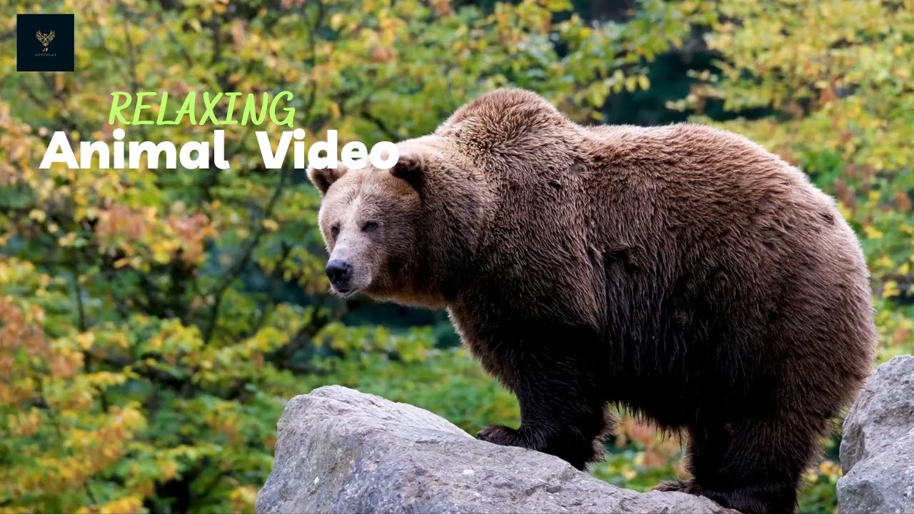RELAXING NATURE VIDEO WITH SONG 🔥 |ANIMAL| - YouTube
