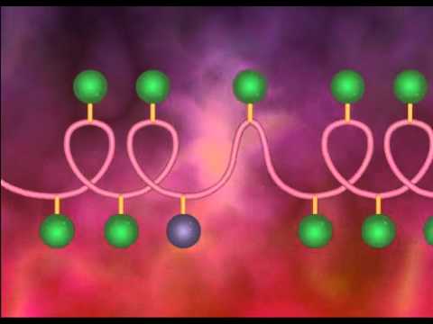 Protein - Structure and Denaturation (HD Animation) - YouTube