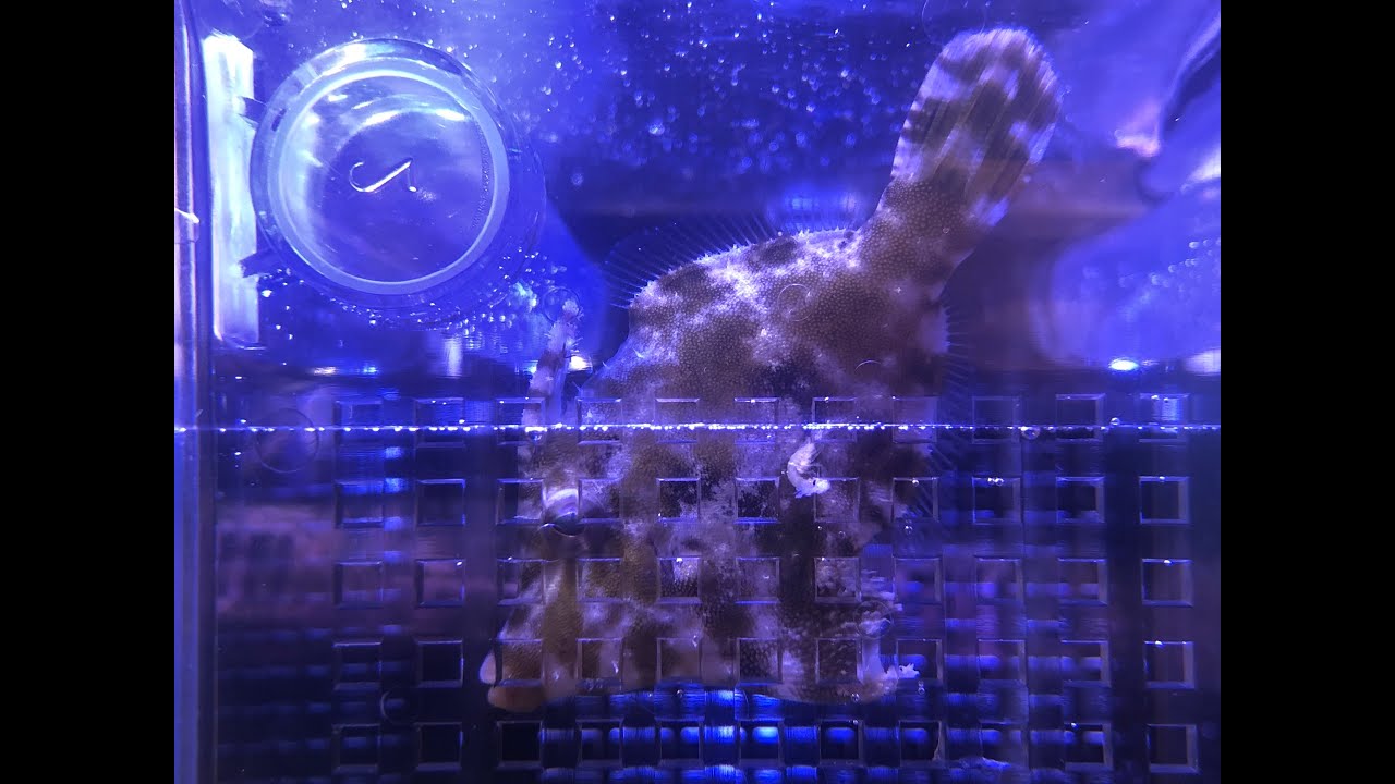 Seagrass filefish - Aiptasia eating filefish - Will it bother my clams ...