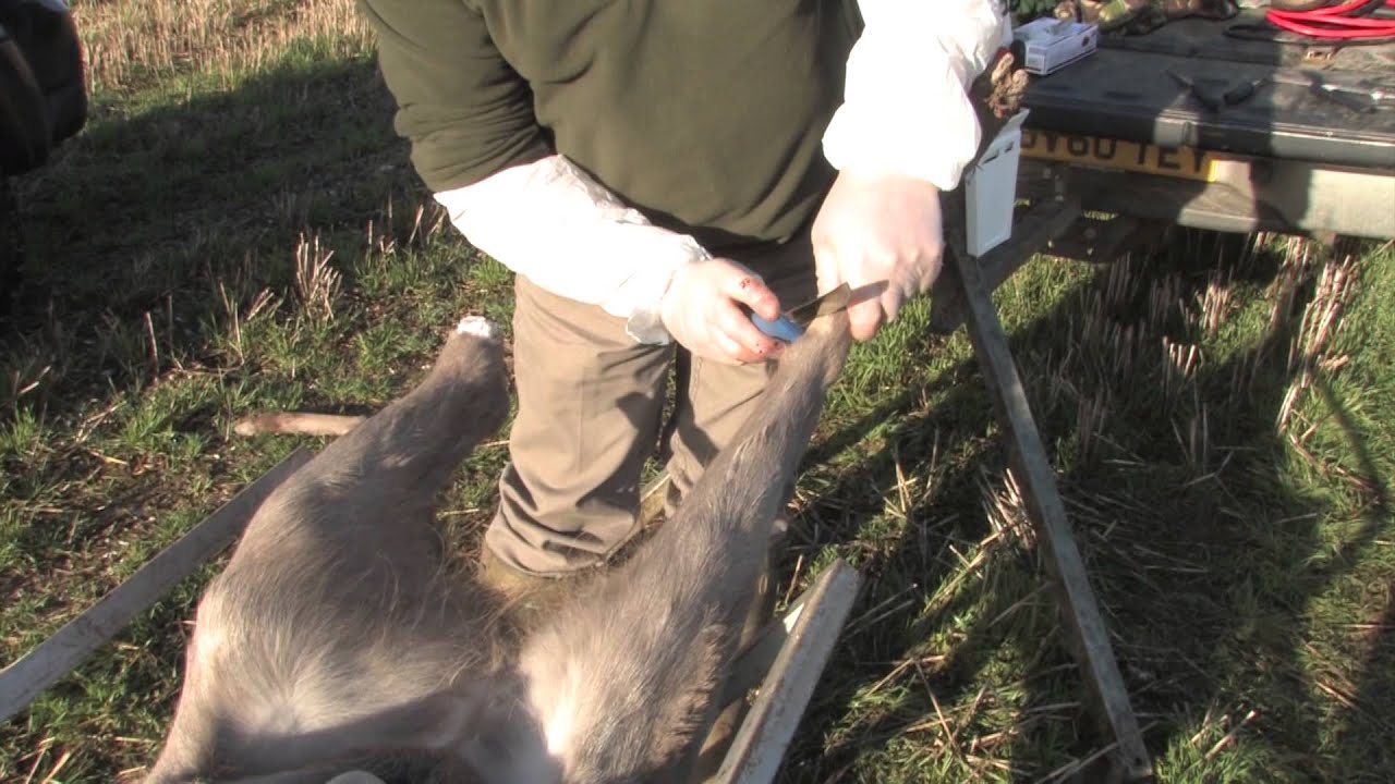 Head Removal - YouTube