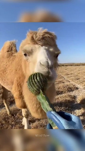 How Do Camels Eat Cactus - YouTube