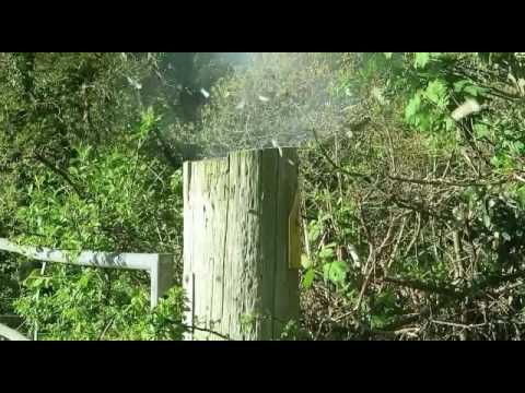 Bird scarer slow motion explosion banger bomb boom firework slow Mo ...