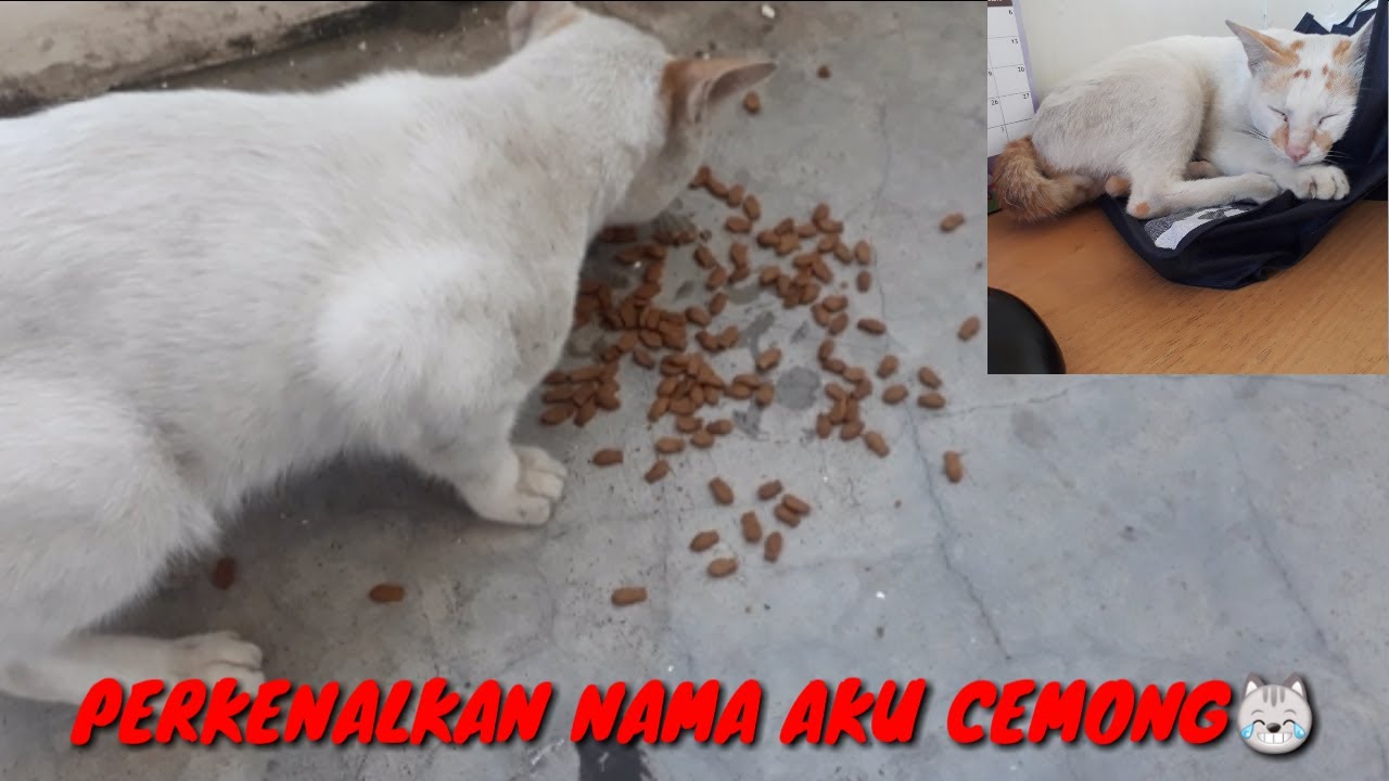 KUCING KAMPUNG YANG KELAPARAN *CEMONG - YouTube