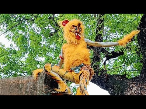 Awesome 2 tiger's at tiger's home | Hatabazar Jatni tiger dance 2024 ...