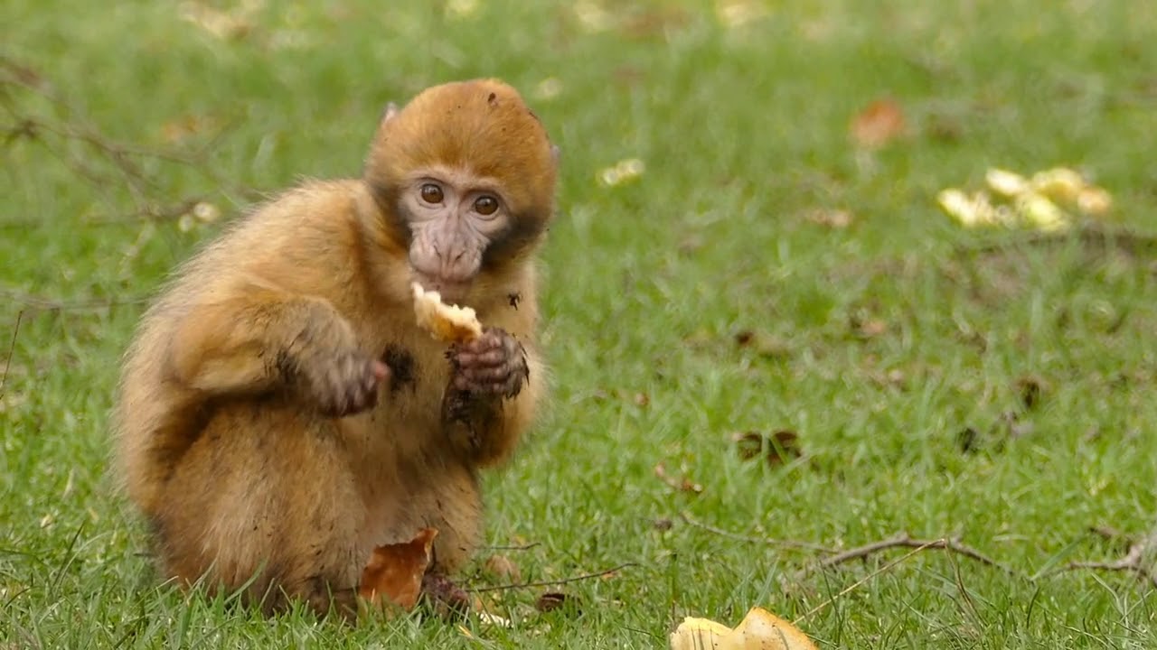 Baby Monkey 🐒 Real Life 😍 In Jungle 🙈Cutests Baby Monkey In The World ...