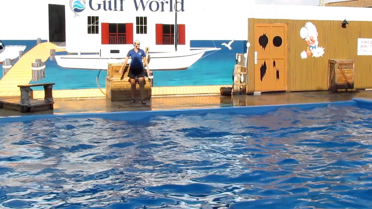 Gulf World Sea Lion & Dolphin Show - YouTube