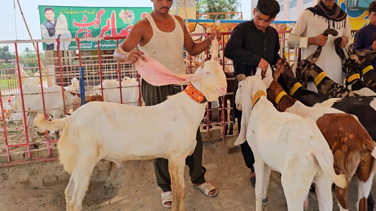 Sone Wali Kamori Bakriyan Gulabi goats . Sindhi Nasl ki Bakriyan ...