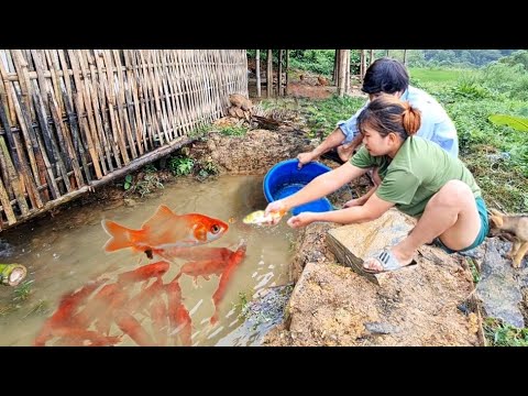 Dig a fish pond and bring water from the ravine to the farm|| Leaving ...