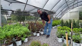 Pruning Tips from Sooner Plant Farm